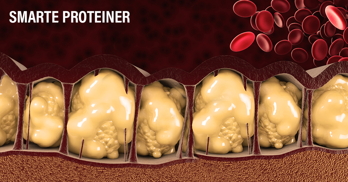 Derfor spiser stadig flere og flere fiskeprotein – Helsenyhet